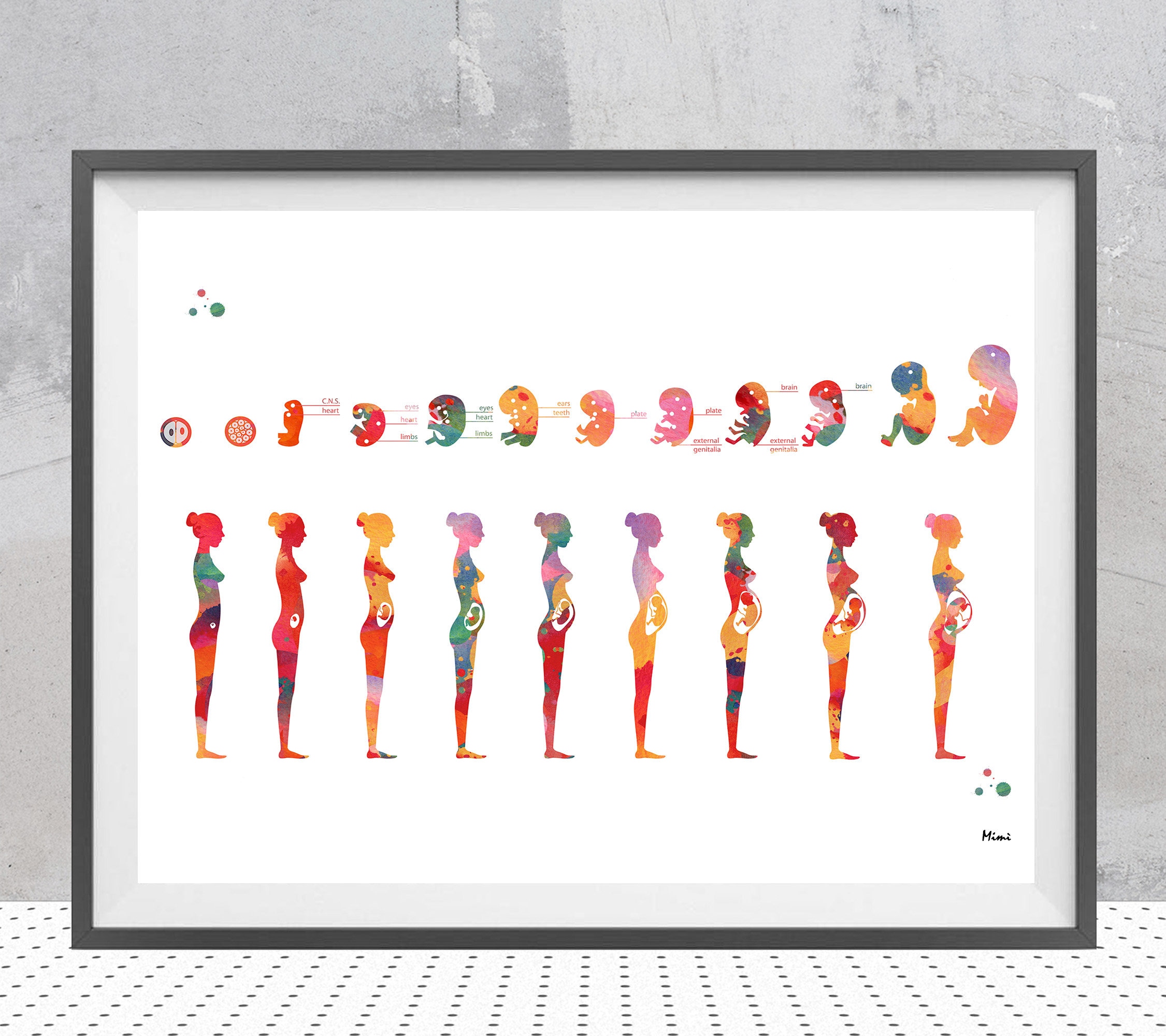 Pregnancy Stages Watercolor Print Medical Art Fetal Development Poster ...