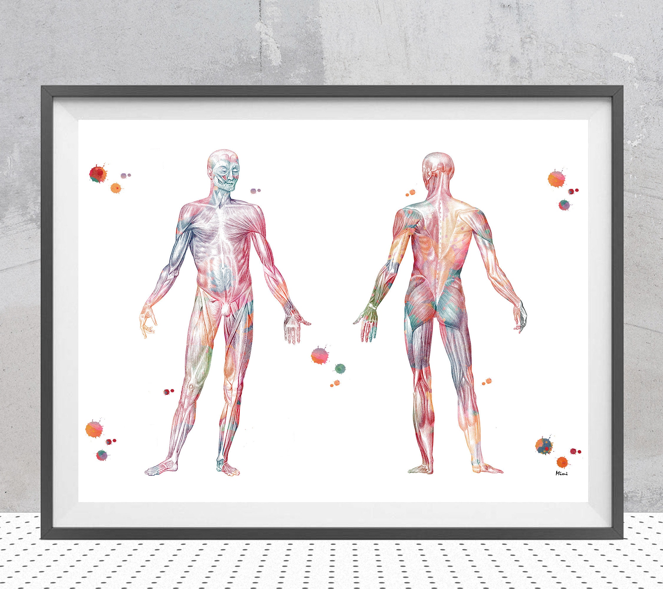 Muscular System Anatomy Print Human Body Skeletal Muscles Poster ...