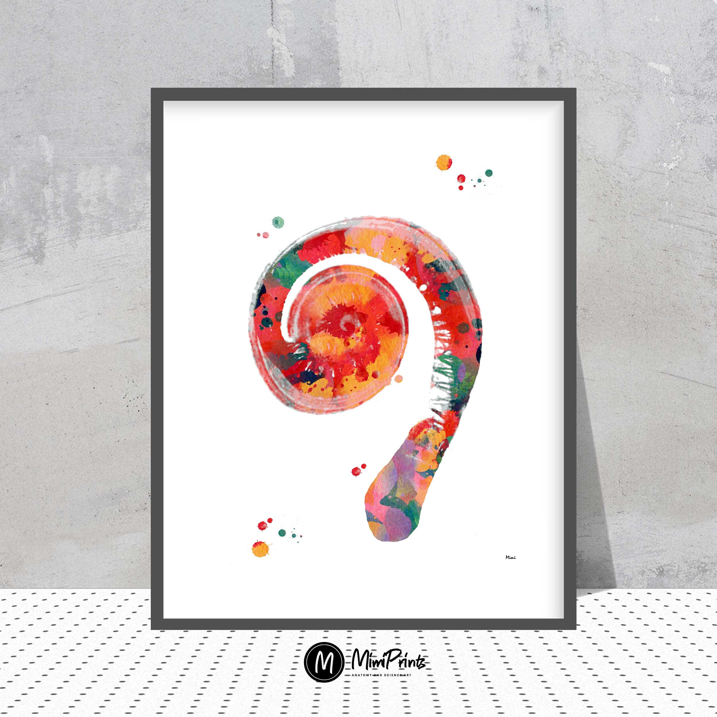Cochlea Of The Ear Watercolor Print Anatomy Art Inner Ear Cochlea ...