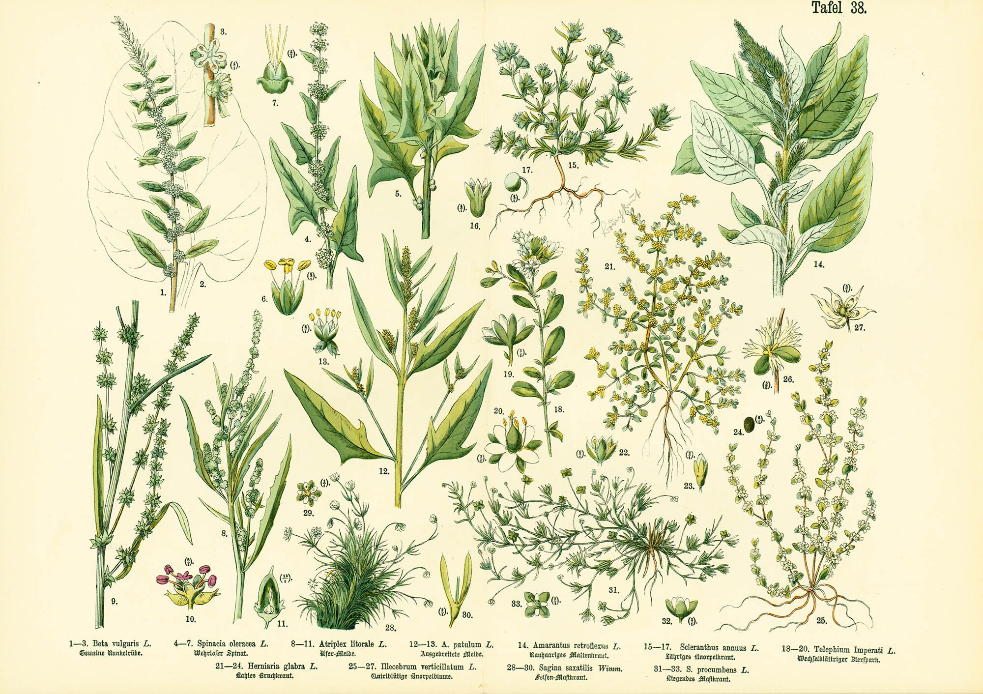 1885 Amaranth Family Chenopodium Antique Lithograph Print Poster ...